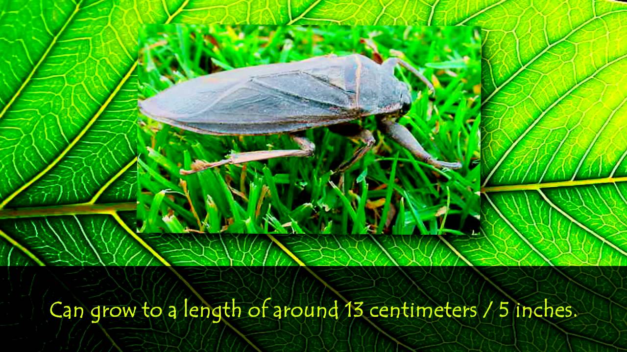 TOP 10 BIGGEST AND MOST POWERFUL BUGS / INSECTS ! - YouTube