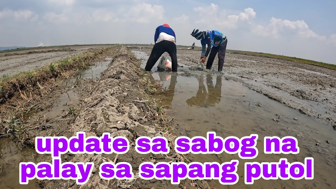 (#829) UPDATE SA SABOG NA PALAY SA SAPANG PUTOL - YouTube