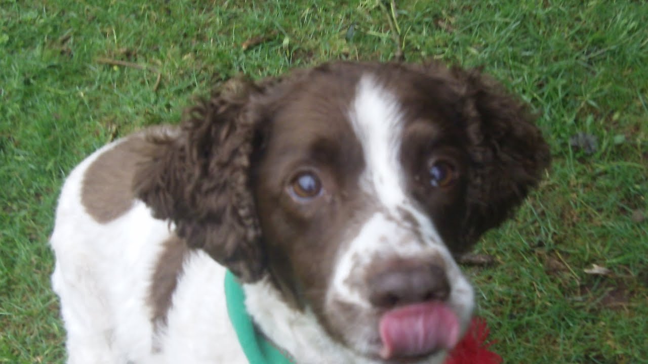 Springer Spaniel Alfie Moon. - YouTube