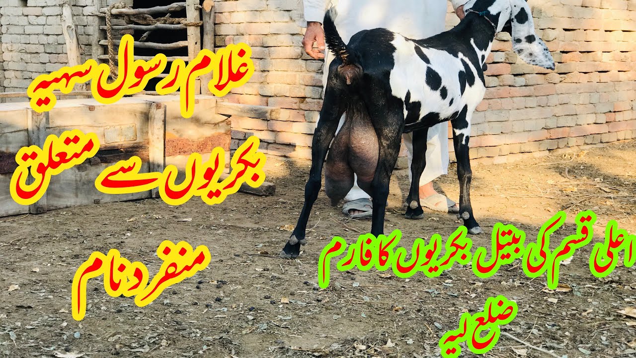 Beetal Goat Breed information.Closed Beetal Goat Farm - YouTube