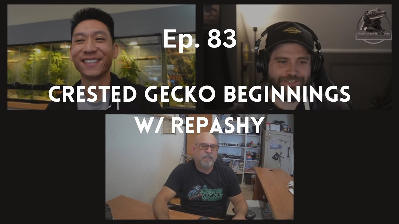Crested Gecko Beginnings w/ Allen Repashy | Ep. 83 of The Gecko Pod ...