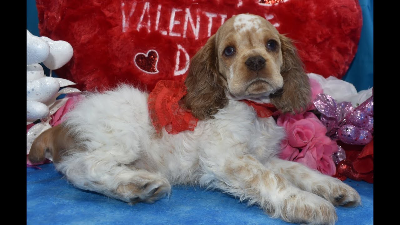 AKC American Cocker Spaniel Puppies for sale **www.maryscockerhaven.com ...
