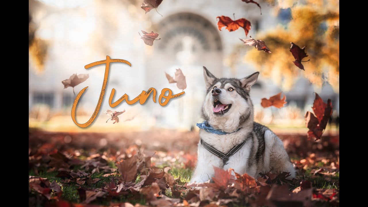 "JUNO" - Tails Of The World - YouTube