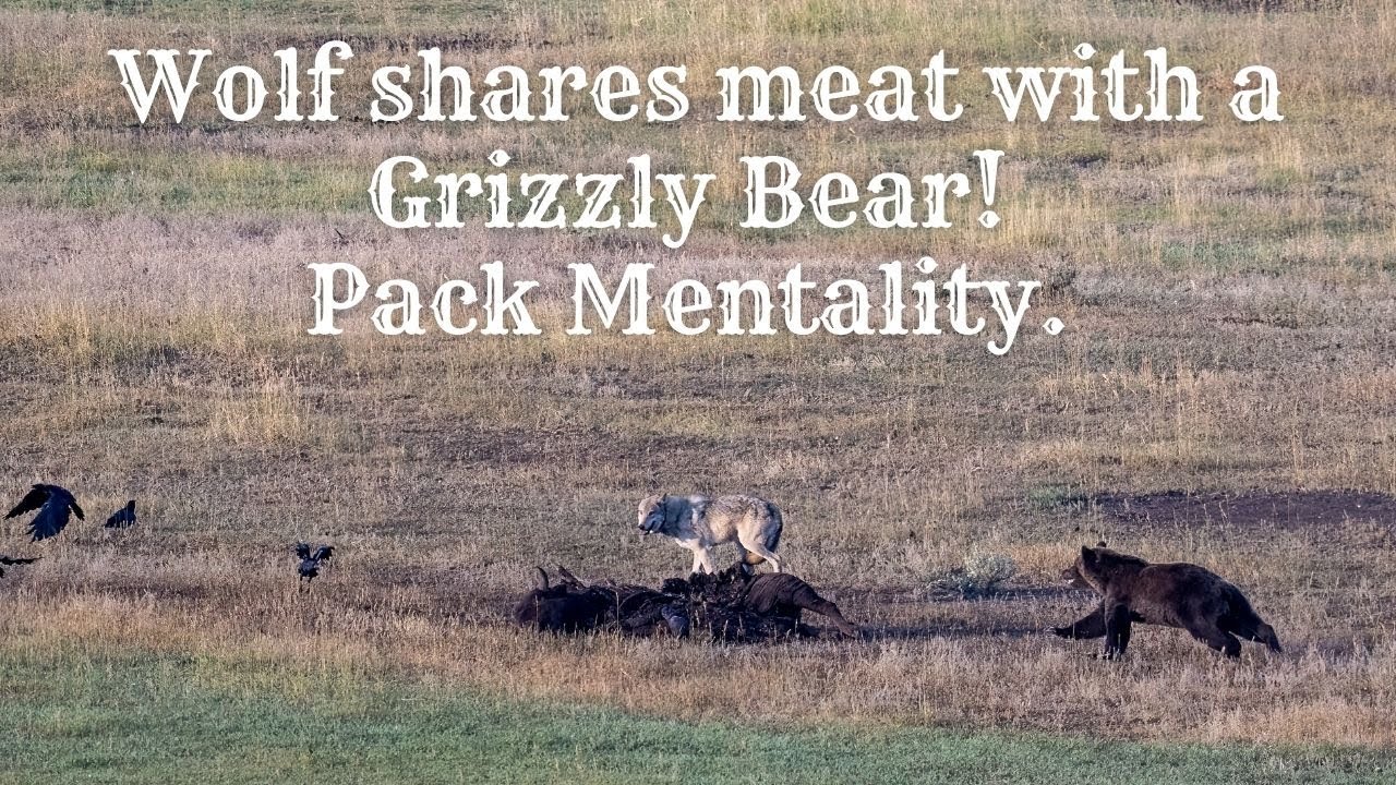 Wolf and Grizzly Bear Interaction in Yellowstone NP 2023. - YouTube