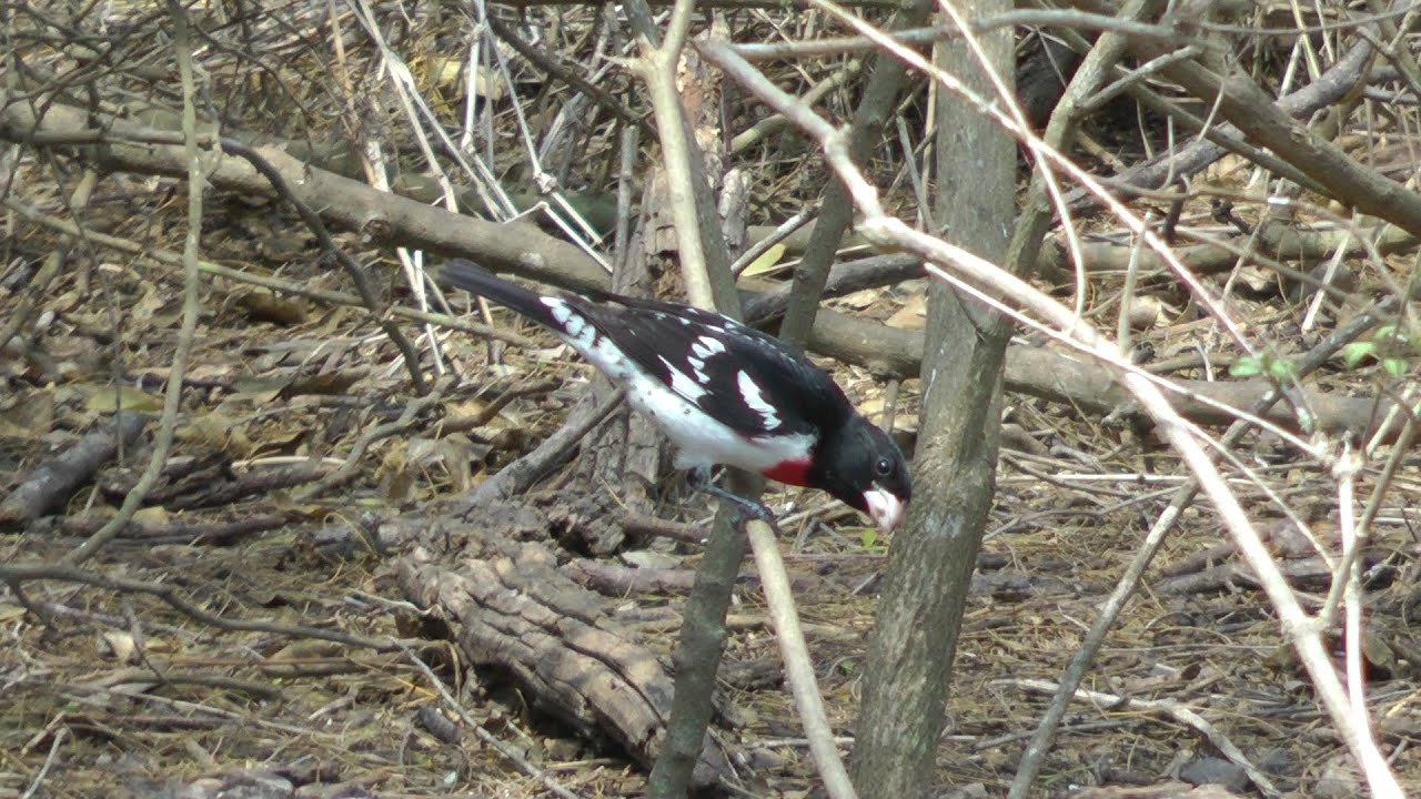 Rose-breasted grosbeaks, April 2013 bird fallout Texas Rio Grande ...