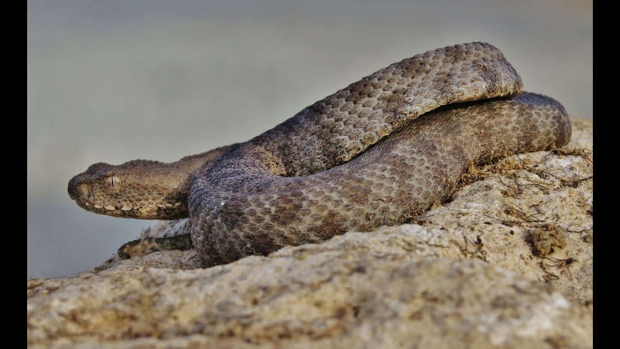 323 photos of Reptiles and amphibians of Cyprus - YouTube