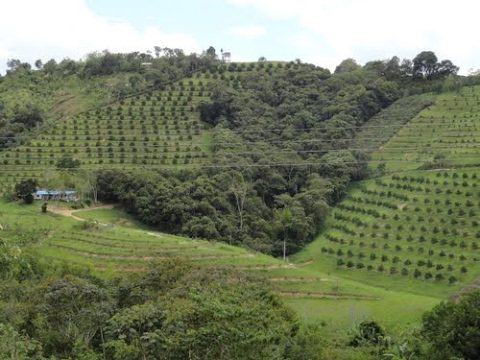Cultivo de Guayaba Pera - TvAgro por Juan Gonzalo Angel - YouTube
