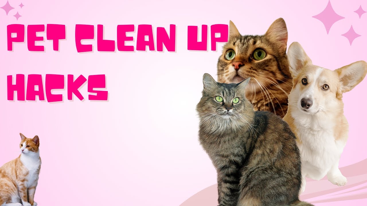Some Pet Clean Up Hacks! N#dogshorts #puppy #catwhisperer #petcleaning ...