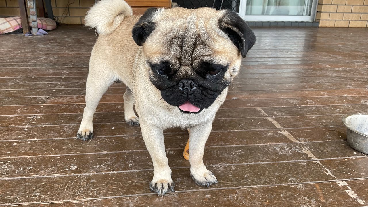 Why I’ve been gone.. also pugs n' stuff - YouTube