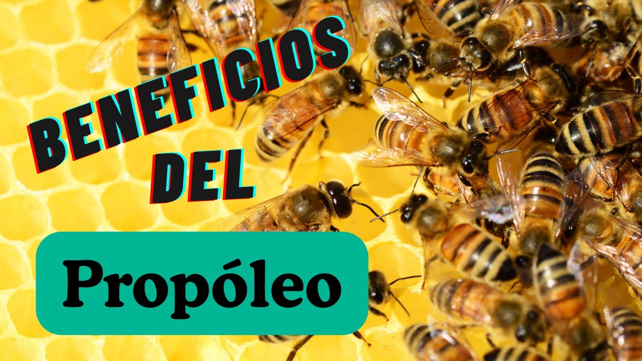 Beneficios y propiedades del propóleo - YouTube