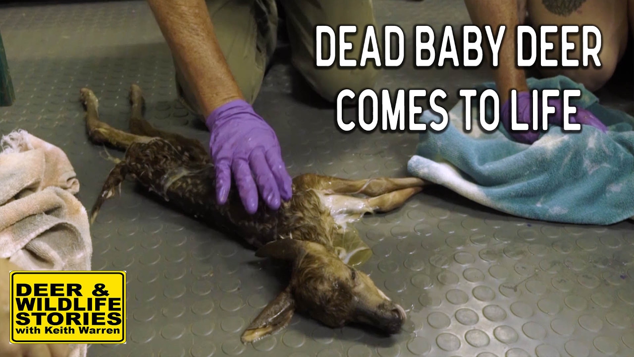 Dead Baby Deer Comes to Life - YouTube