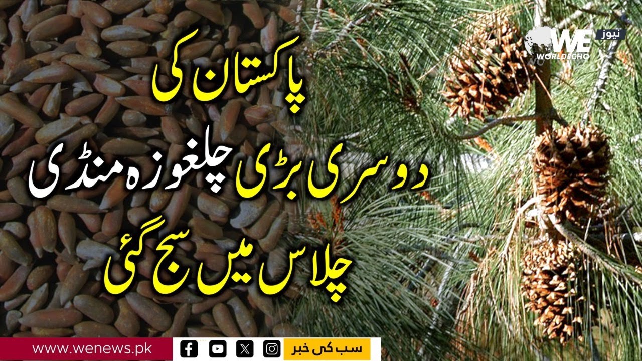Pakistan’s Second Largest Pine Nut Market Opens in Chilas | WE NEWS ...