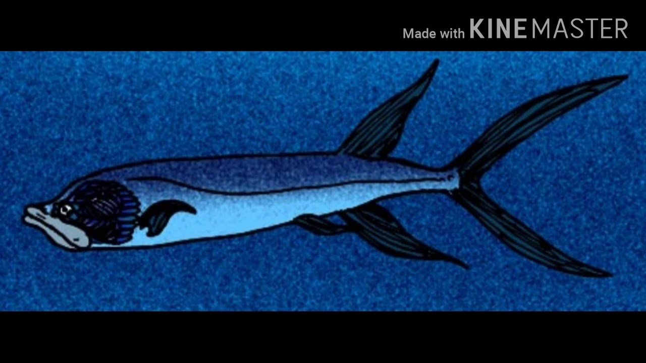 Todo sobre el Gillicus arcuatus, actinopterygii (loquendo) - YouTube