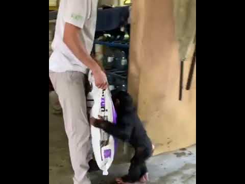 Chimp Helping Zookeeper - YouTube