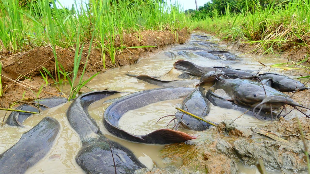 amazing fishing! a fisherman skill catch fish a lot in mud by best hand ...