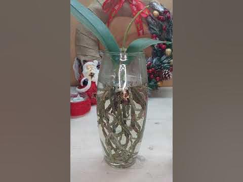 Орхидея в пустой вазе - YouTube