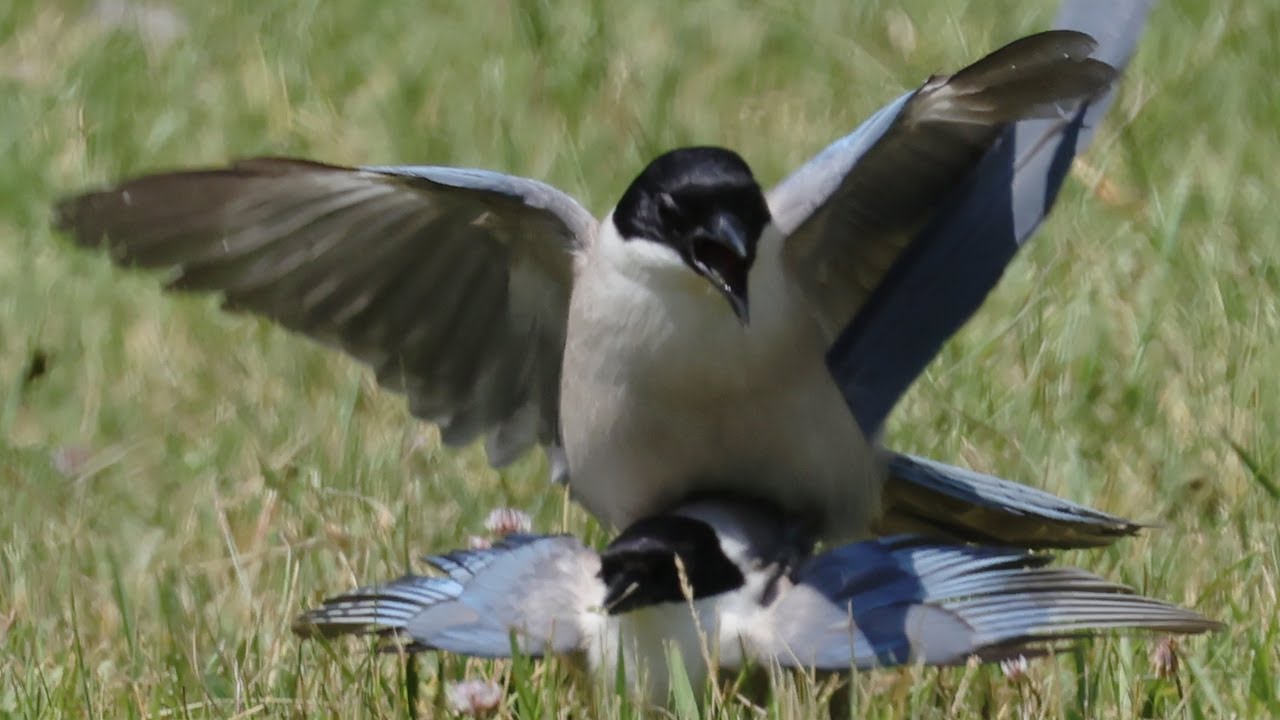 물까치 짝짓기 전과정 Azure-winged Magpie mating | Cyanopica cyanus - YouTube