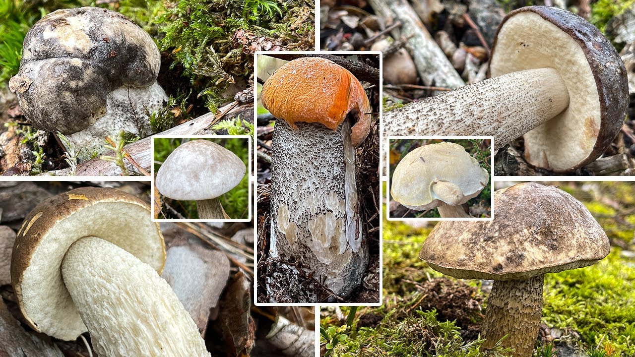 Raufußröhrlinge | Gattung Leccinum | Birkenpilze, Rotkappen ...