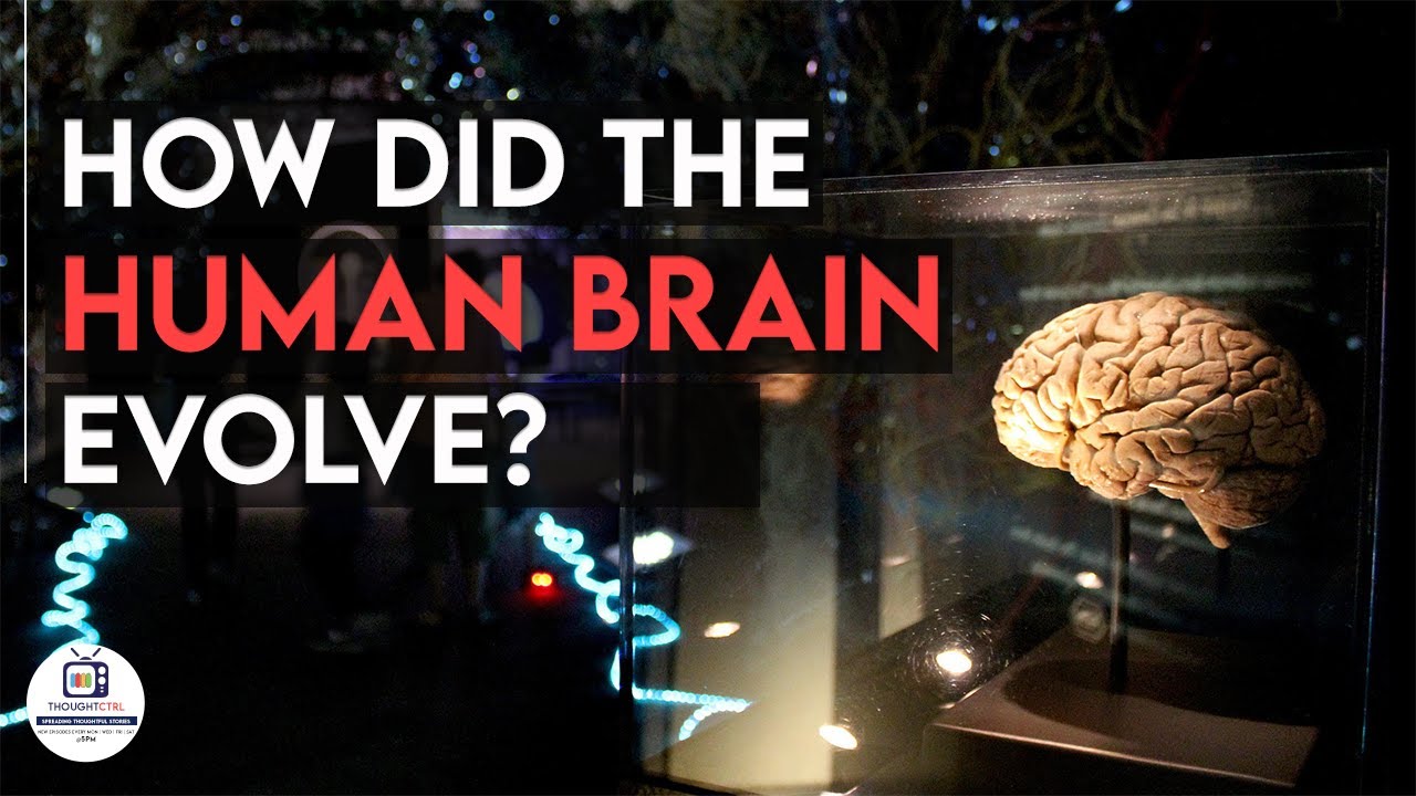 The Evolution of Human Brain and Inteligence | History of Human Brain ...