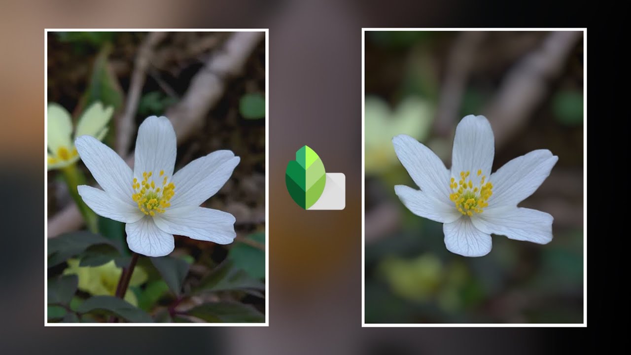 Snapseed Blur Background | How to Background Blur in Snapseed ...
