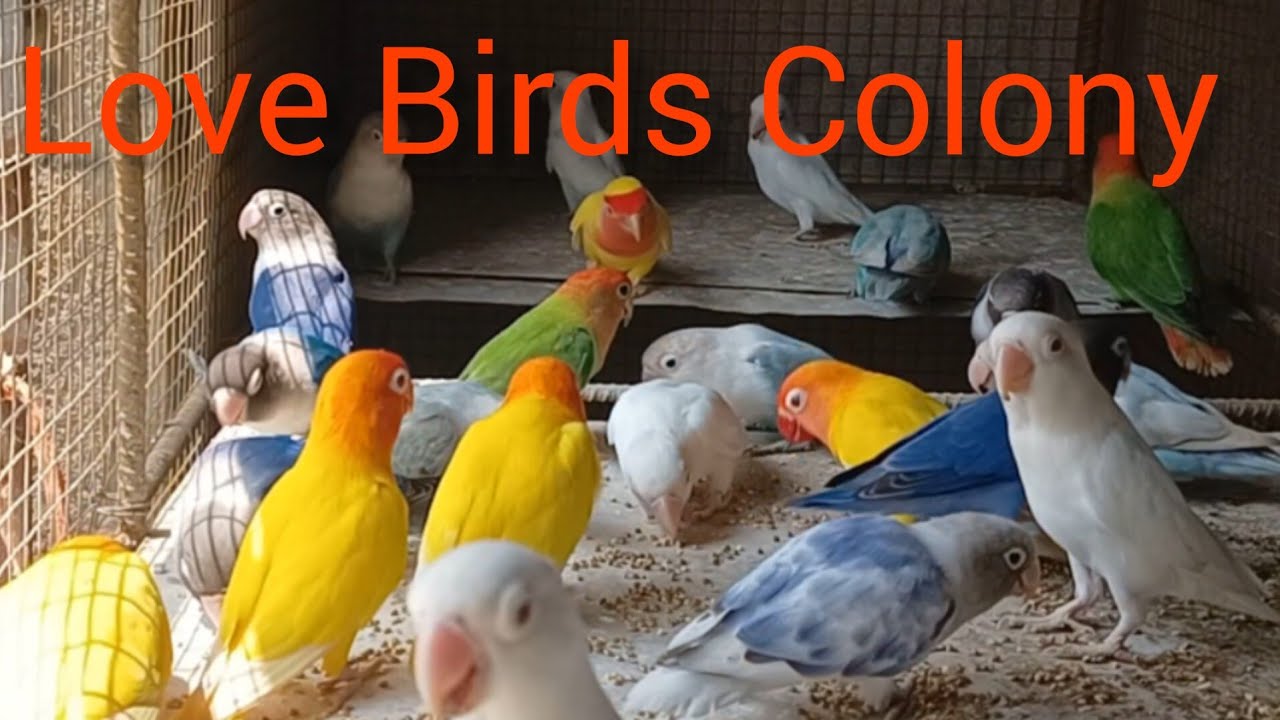 Love Bird's Colony # Love Bird# Red Eyes Albino # Lutino Fisher # High ...