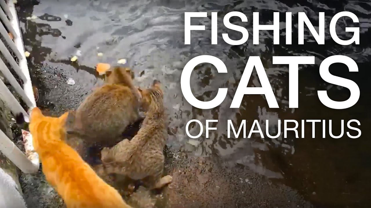 Stray cats fishing at sacred lake in Mauritius - YouTube