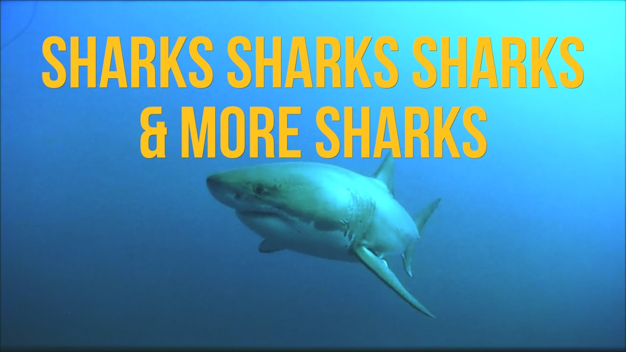 Sharks Sharks Sharks & More Sharks - YouTube