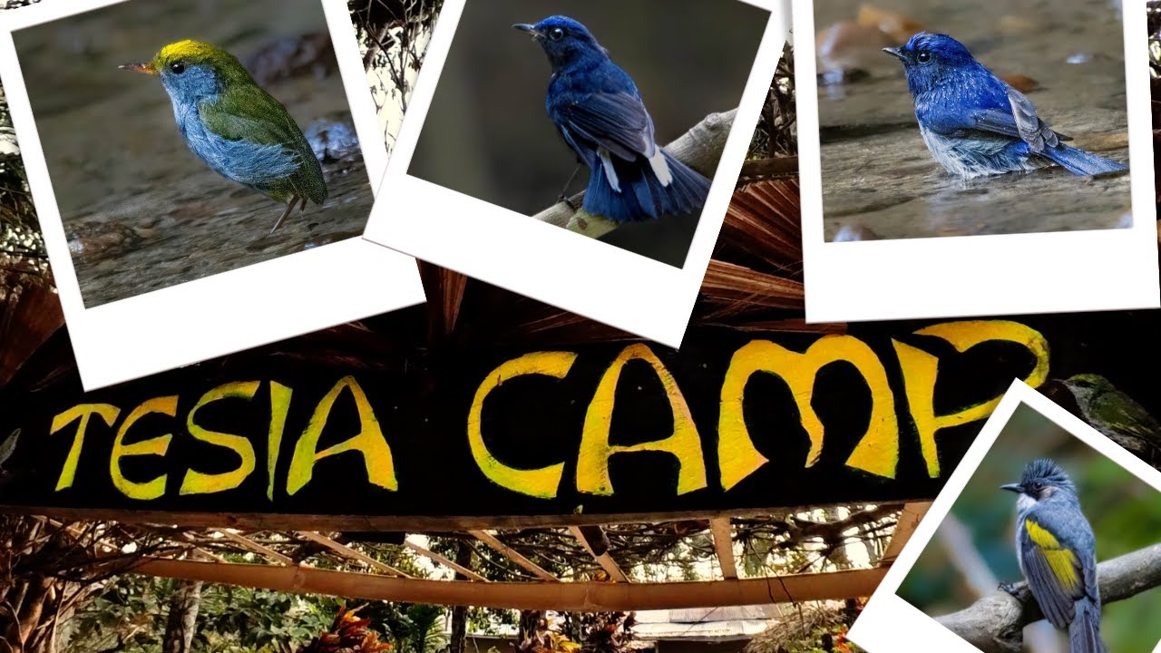 Tesia Camp Birding I Birds of Tesia Camp I Bogoli Reserve Forest ...