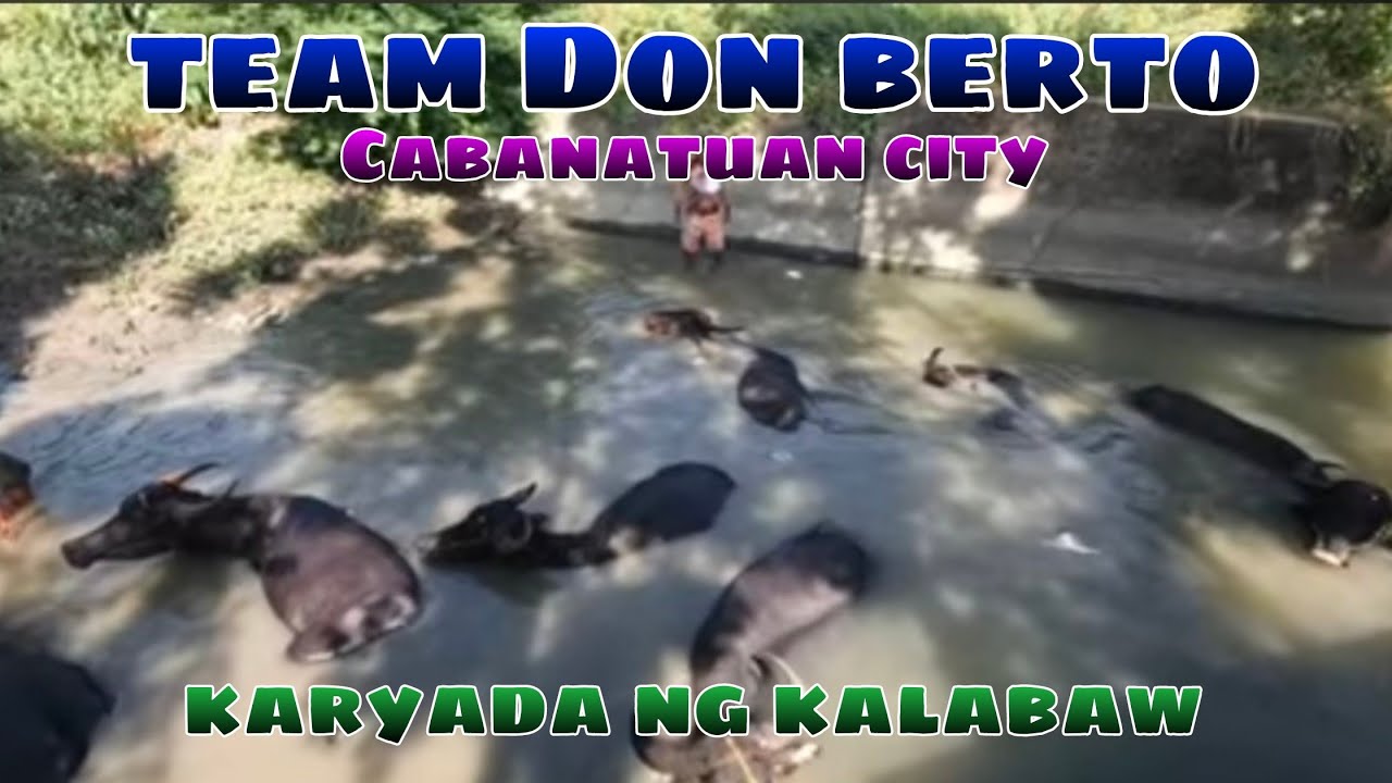 Team Don Berto Cabanatuan City Karyada ng Kalabaw - YouTube