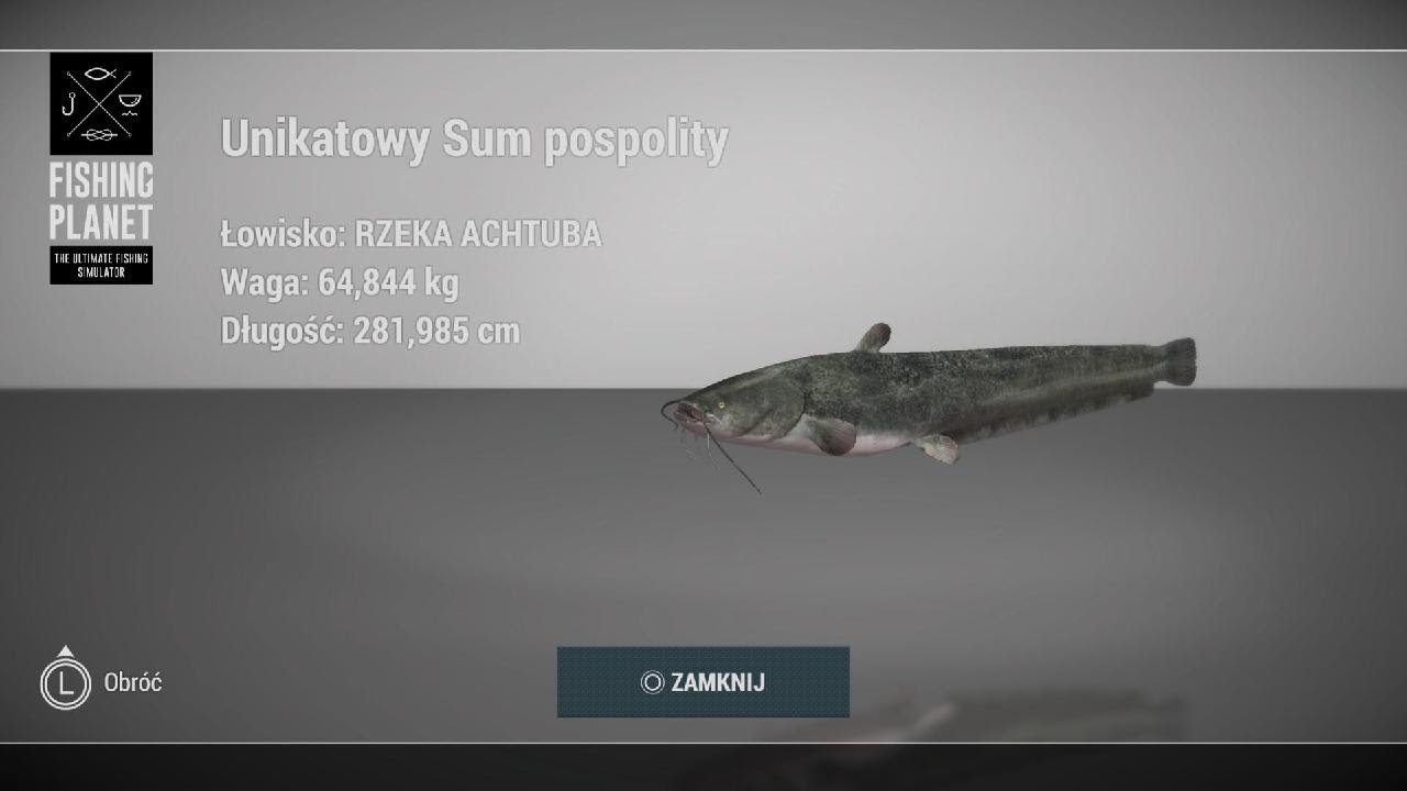 Fishing Planet : Kosmiczna Torpeda : Sum Pospolity 60+ Kg ...