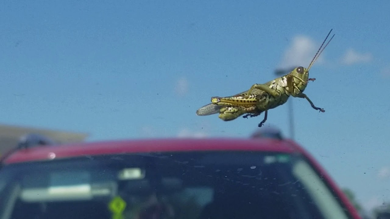 Giant grasshopper attacks - YouTube