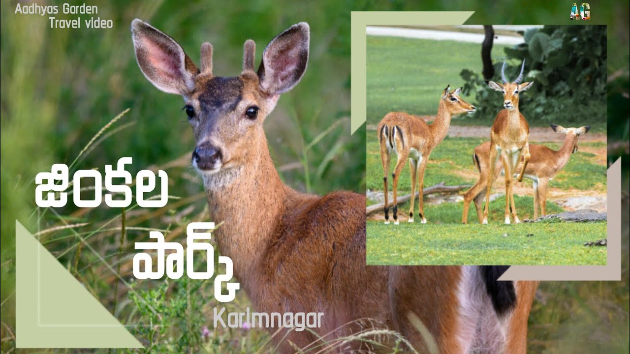 జింకల పార్క్ కరీంనగర్/Rajeev Gandhi Deer park Karimnagar/Travel Video ...