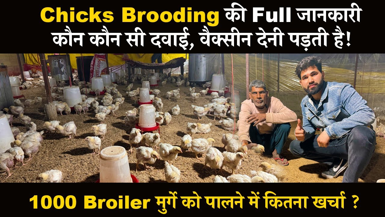 Chicks Brooding की Full जानकारी | 1000 Broiler मुर्गे को पालने में कितना खर्चा ? - YouTube
