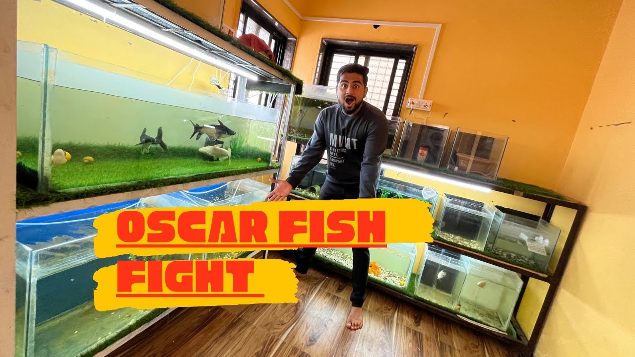 Bob ne attack kar diya new Oscar fish ke upar #fishvlogs #petsvlog ...