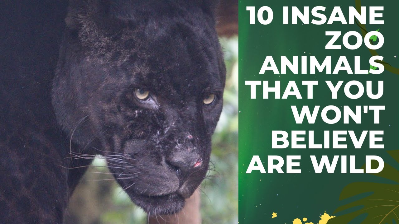 10 INSANE zoo animals that you WON'T BELIEVE ARE WILD - YouTube