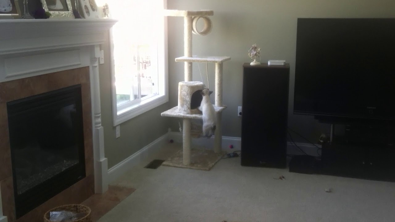 King Gus and his Mouse - YouTube