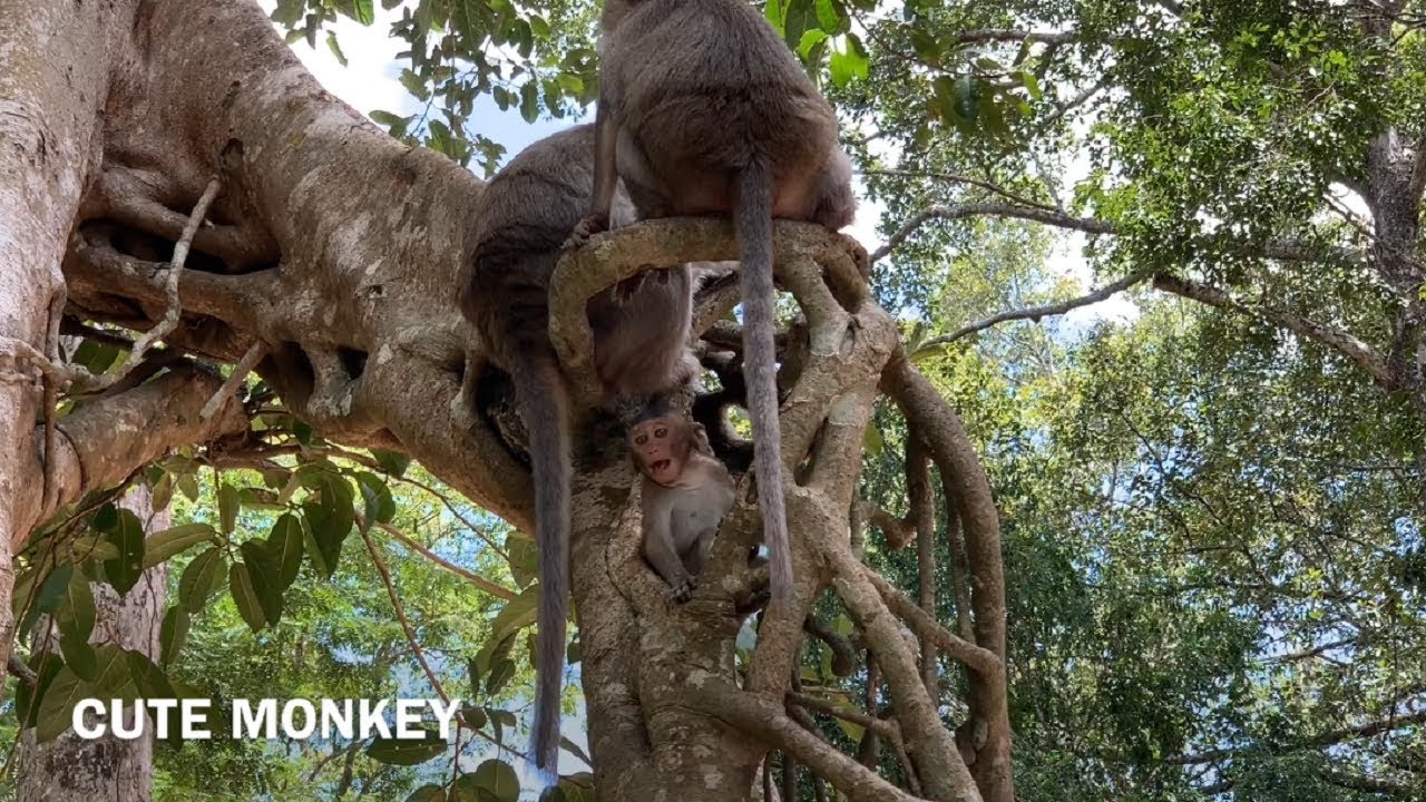 David monkey still terror with highness so it call find his mother on ...