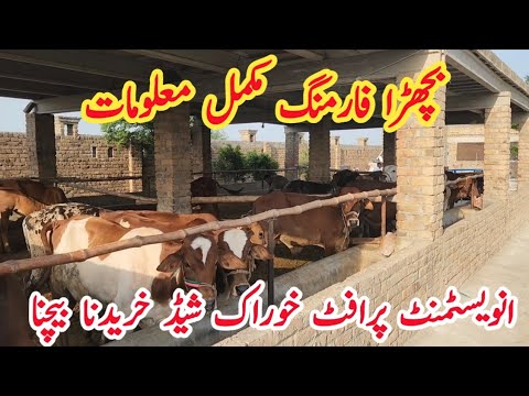 Bachra frming investment profit shed feed sale purchase detail information | bachra farming |