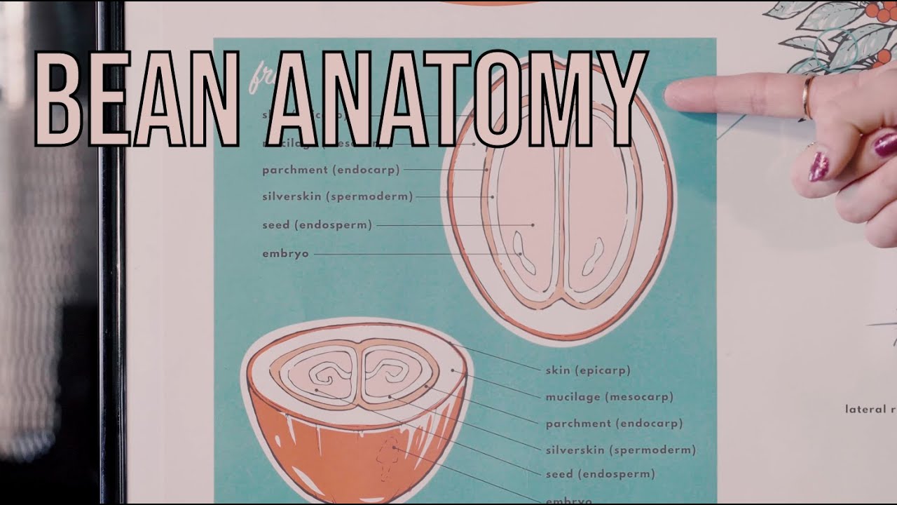 3 Common Processing Methods and Coffee Anatomy - YouTube