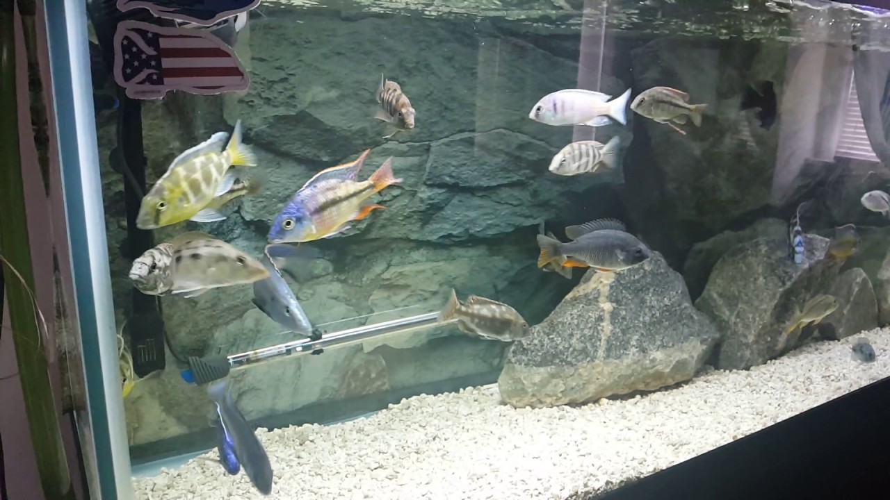 Cooper's Cichlids and My 1yr old NorthFin fish food lover - YouTube