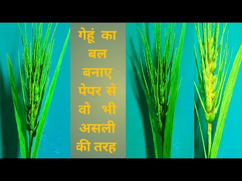 DiY paper wheat 🌾🌾 | paper se banaye gehu ka bal original ki tarf ...
