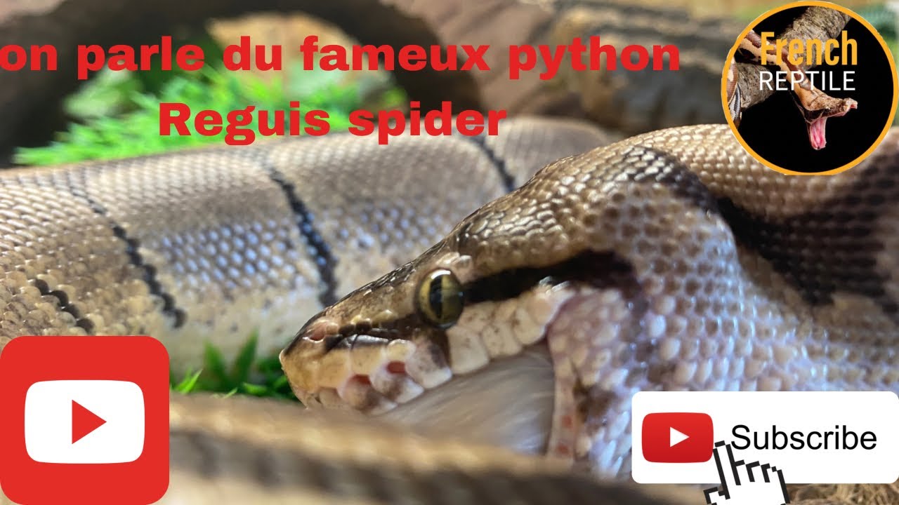 Le python Reguis spider avec des problème génétiques je vous le montre - YouTube