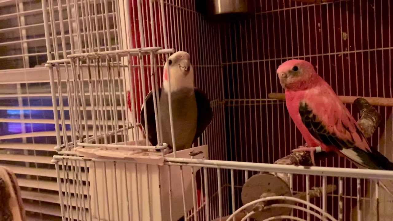 Cockatiel getting down with the beat - YouTube