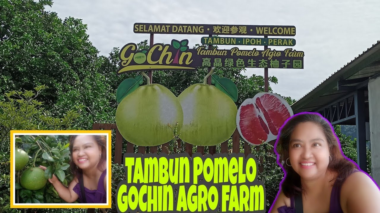 TAMBUN POMELO GOCHIN AGRO FARM (PART 1) | REGELINA CHONG - YouTube