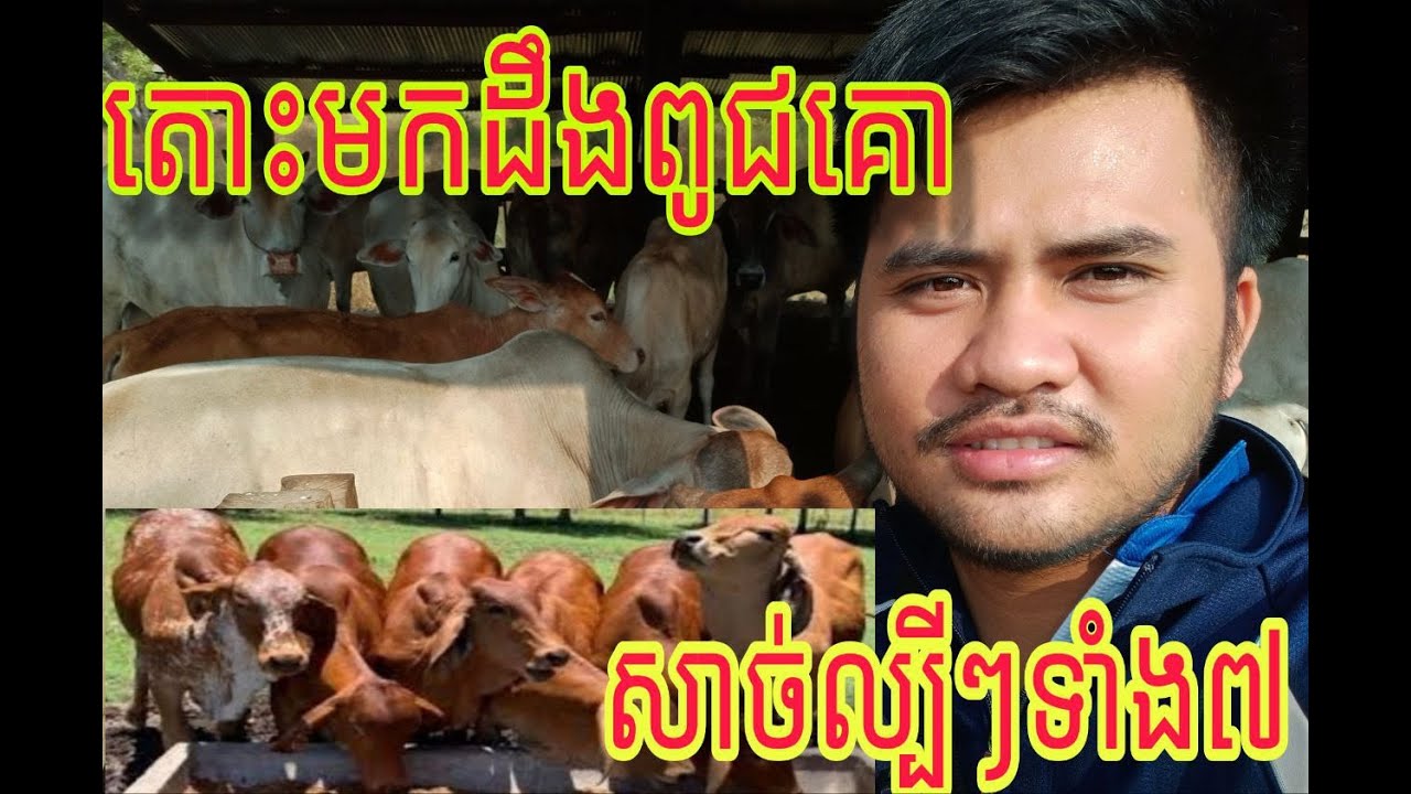 តោះមកដឹងពូជគោសាច់ល្បីទាំង៧នៅជុំវិញពិភពលោកទាំងអស់គ្នា - YouTube