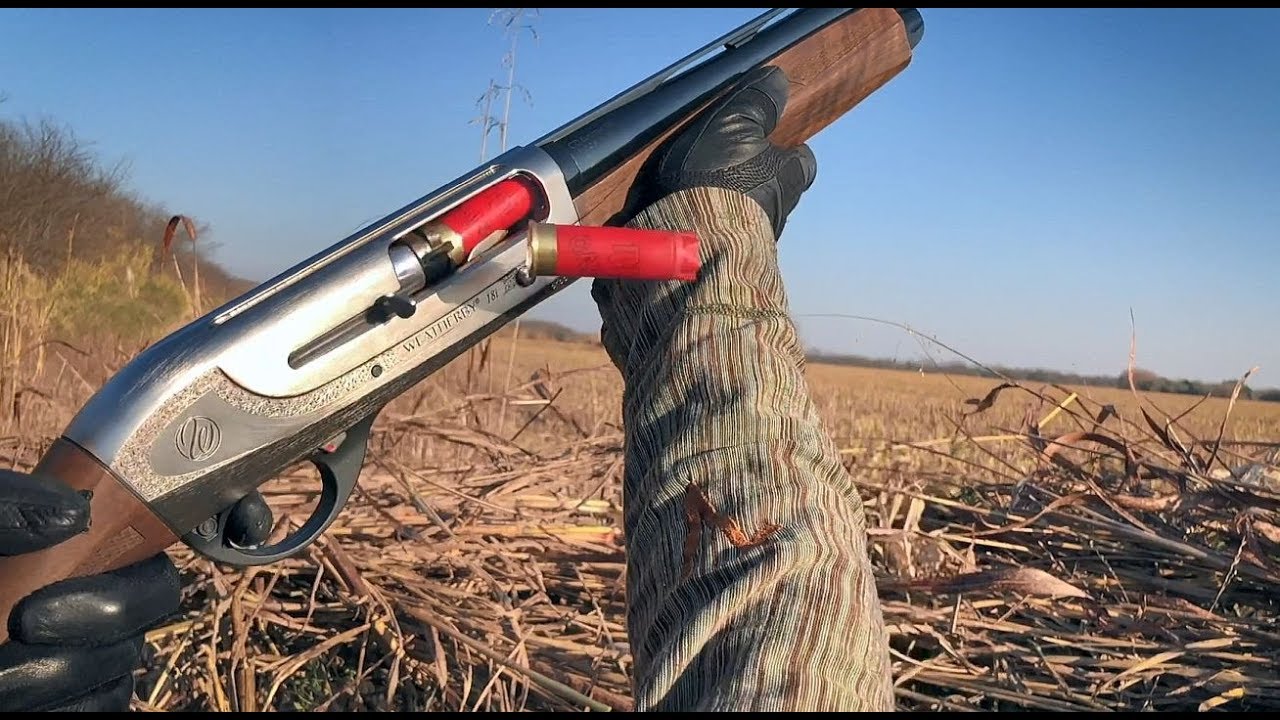 Dove Hunting Tips Gun Talk YouTube dove-hunting-tips-gun-talk-youtube
