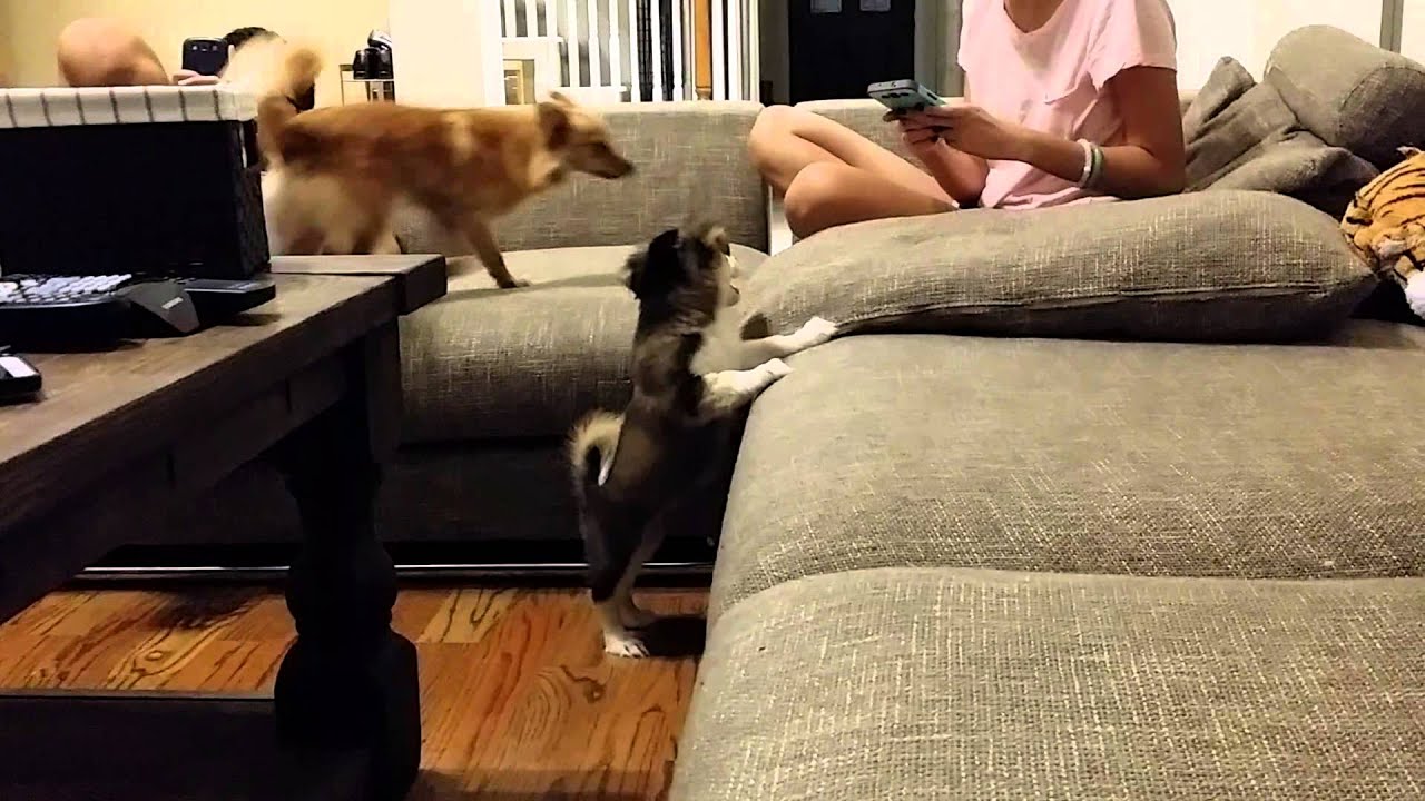 Pomeranian Toy Fox Terrier Mix Toro Taunts Pomsky Nori As She Tries To ...