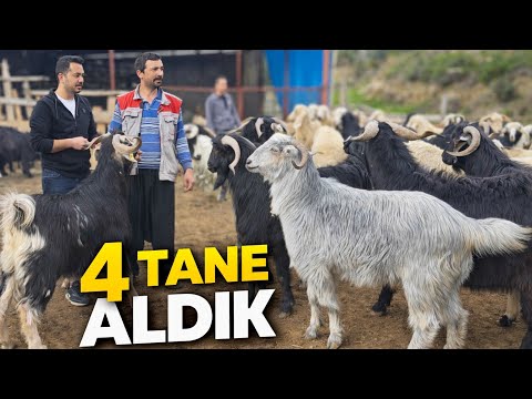 Köyden 2 Koyun 2 Keçi Aldık! Günlük Vlog