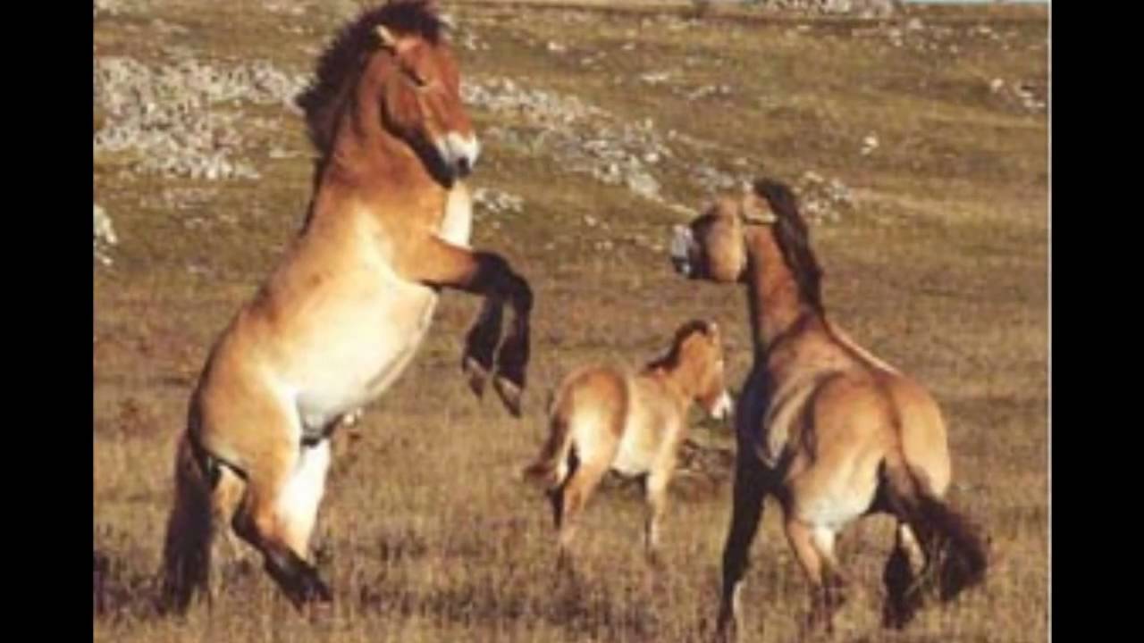 Relaxed Horse