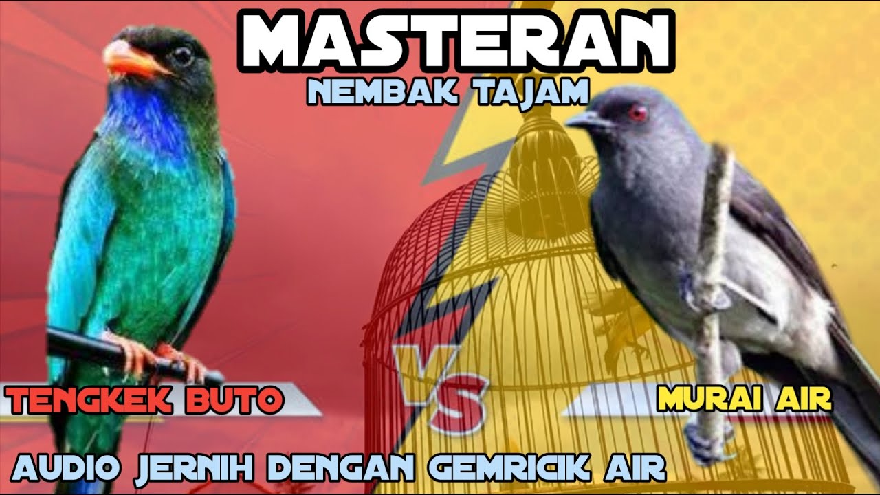 MASTERAN Burung Tengkek Buto Vs Murai Air Nembak Panjang Kasar ...